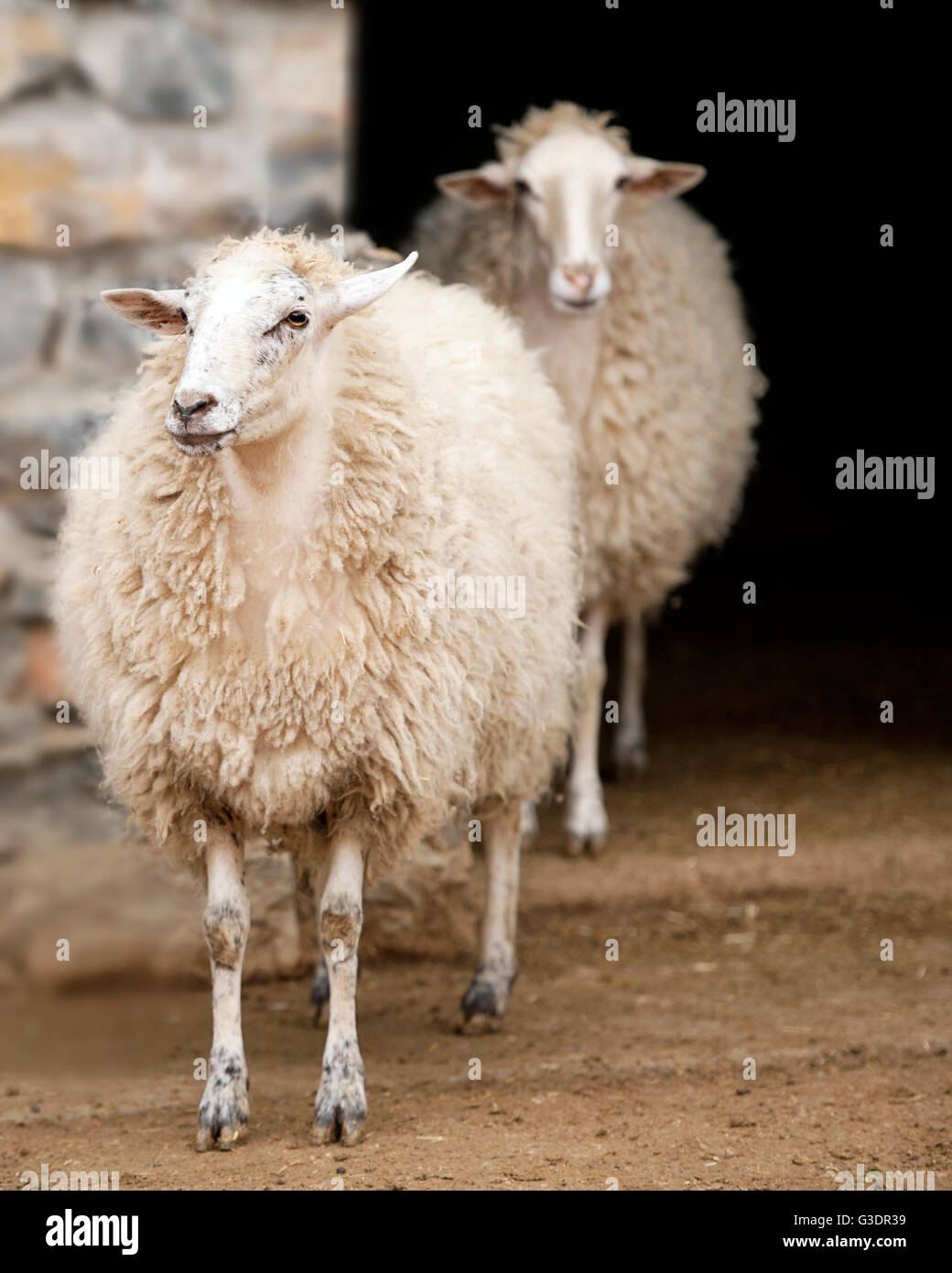 Herd of merino sheep hi-res stock photography and images - Alamy