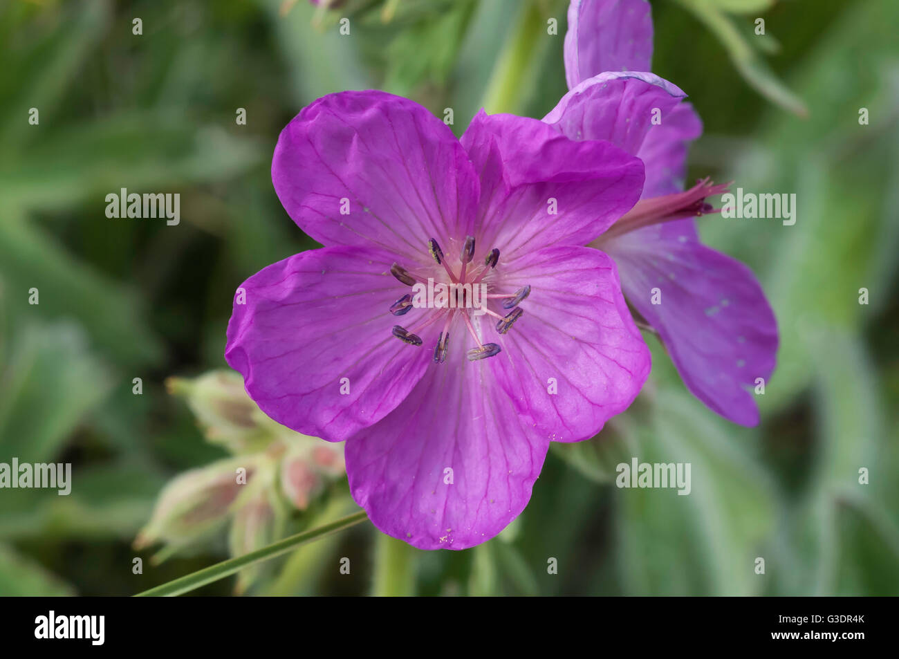 Sticky purple geranium, Geranium viscosissimum, Waterton Lakes National ...