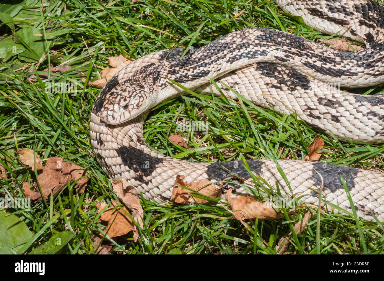 Northern pine snake, Pituophis melanoleucus melanoleucus; native to SE ...