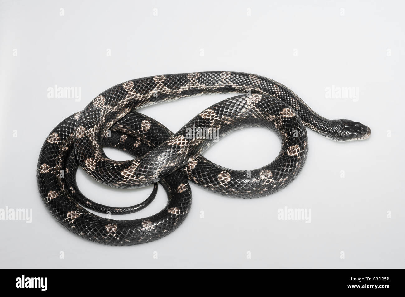Midland rat snake, Pantherophis/Elaphe spilodes; cutout on white ...