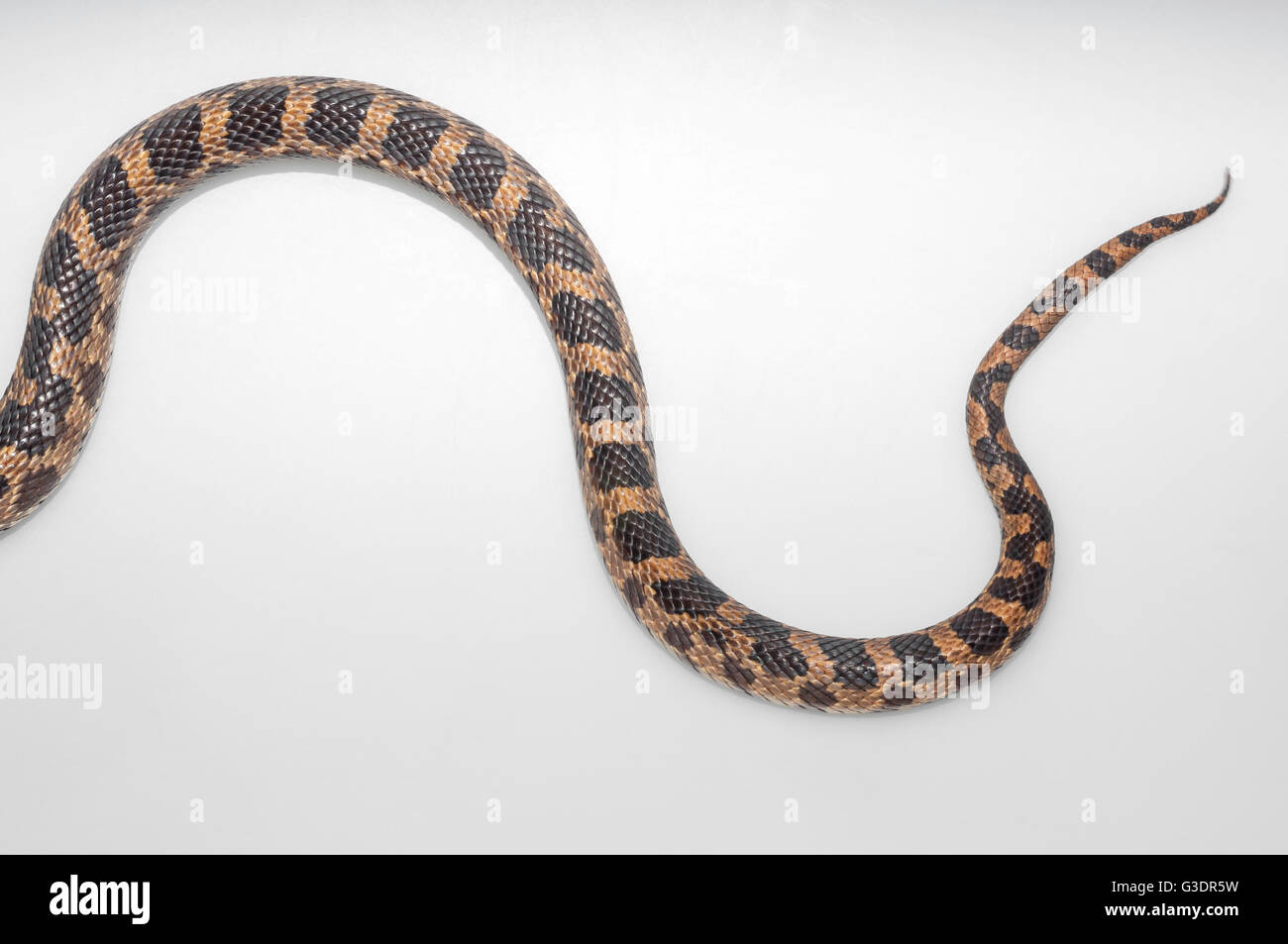 Western fox snake, Elaphe vulpina/vulpinus, juvenile fox snake; native ...