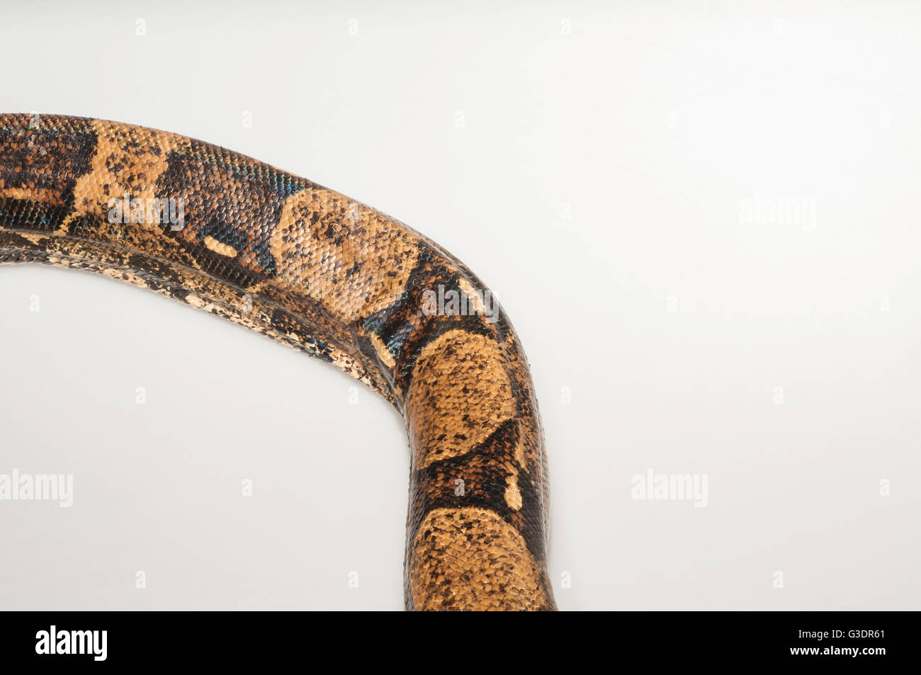 Columbian boa constrictor, red-tail boa, Boa constrictor imperator ...