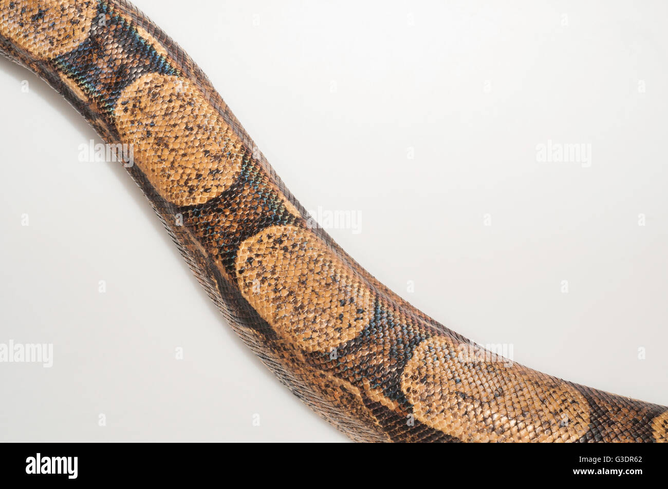 Columbian boa constrictor, red-tail boa, Boa constrictor imperator ...
