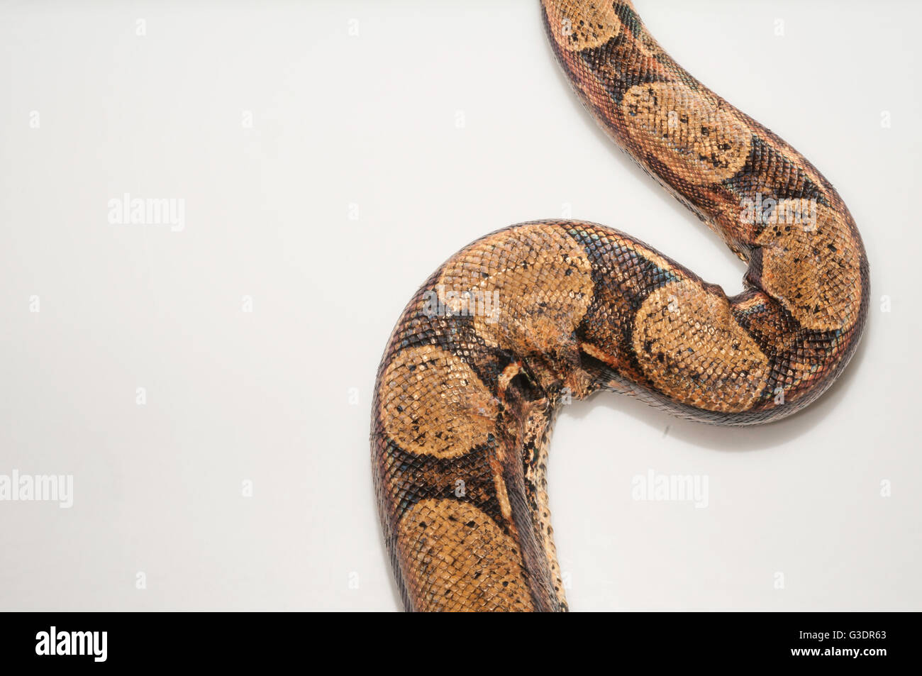 Columbian boa constrictor, red-tail boa, Boa constrictor imperator ...