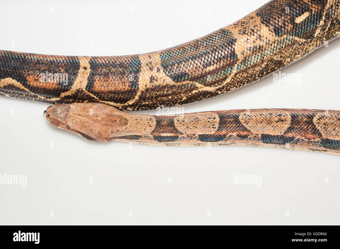 Columbian boa constrictor, red-tail boa, Boa constrictor imperator ...