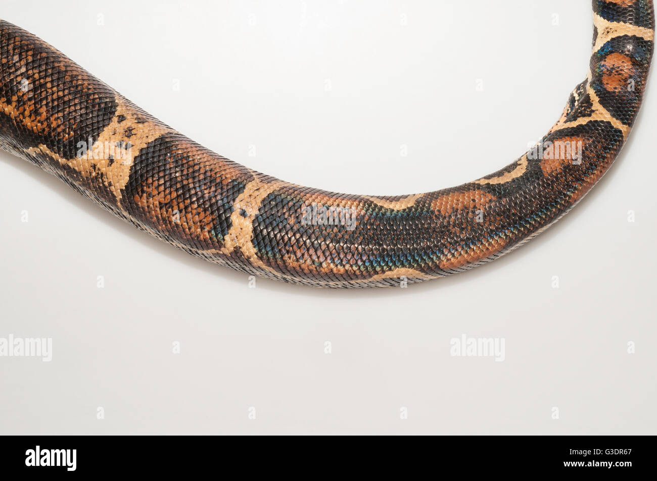 Columbian boa constrictor, red-tail boa, Boa constrictor imperator ...