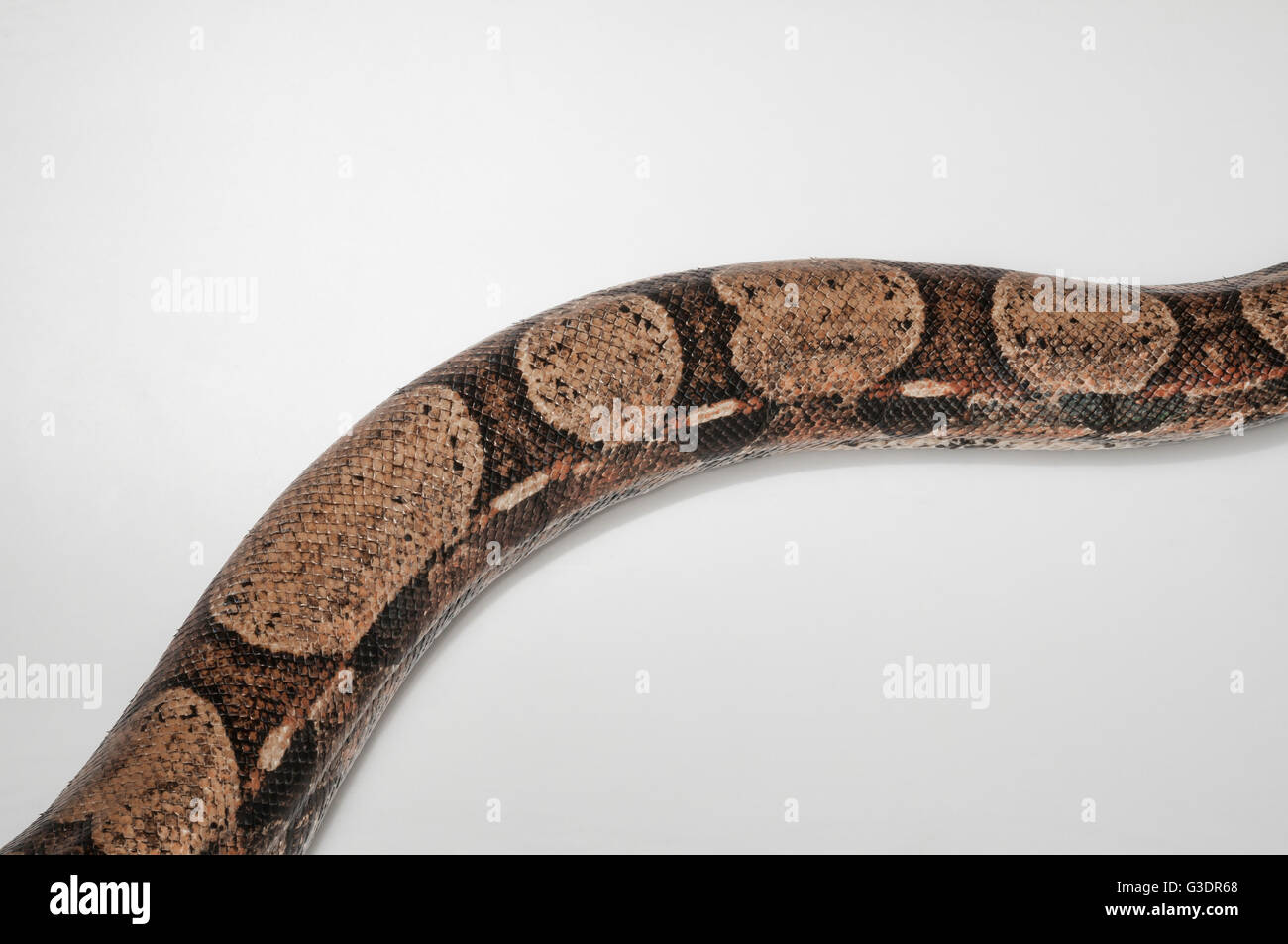 Columbian boa constrictor, red-tail boa, Boa constrictor imperator ...