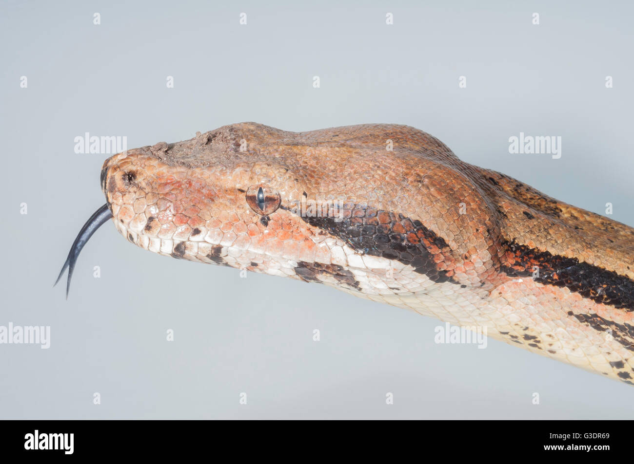 Columbian boa constrictor, red-tail boa, Boa constrictor imperator ...