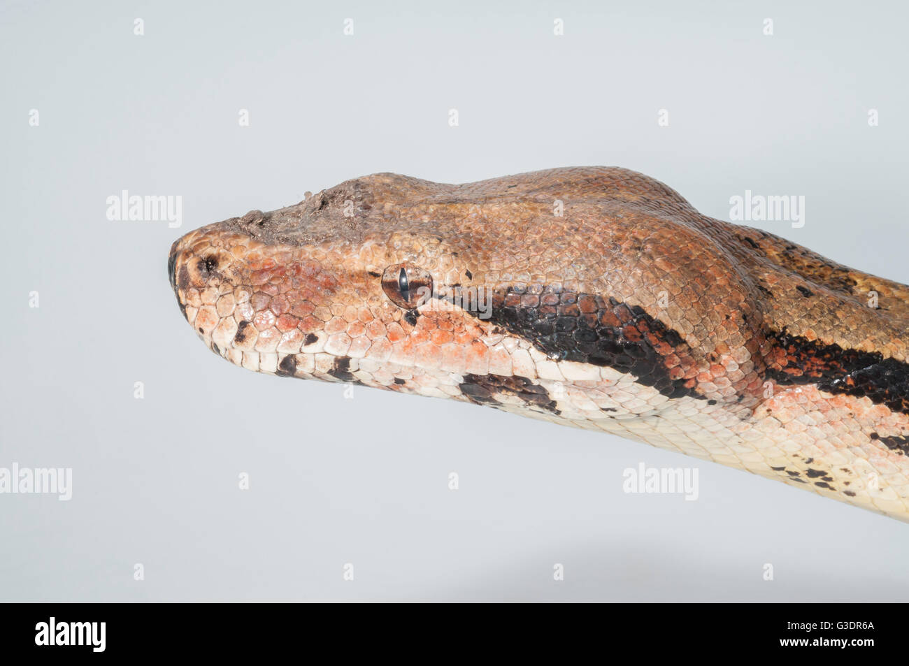 Columbian boa constrictor, red-tail boa, Boa constrictor imperator ...