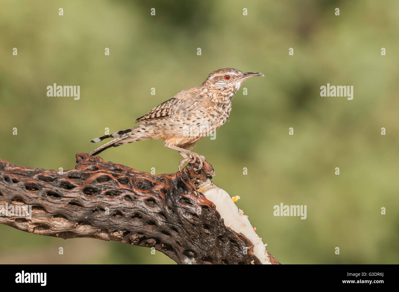 Desert animal eating cactus hi-res stock photography and images - Alamy