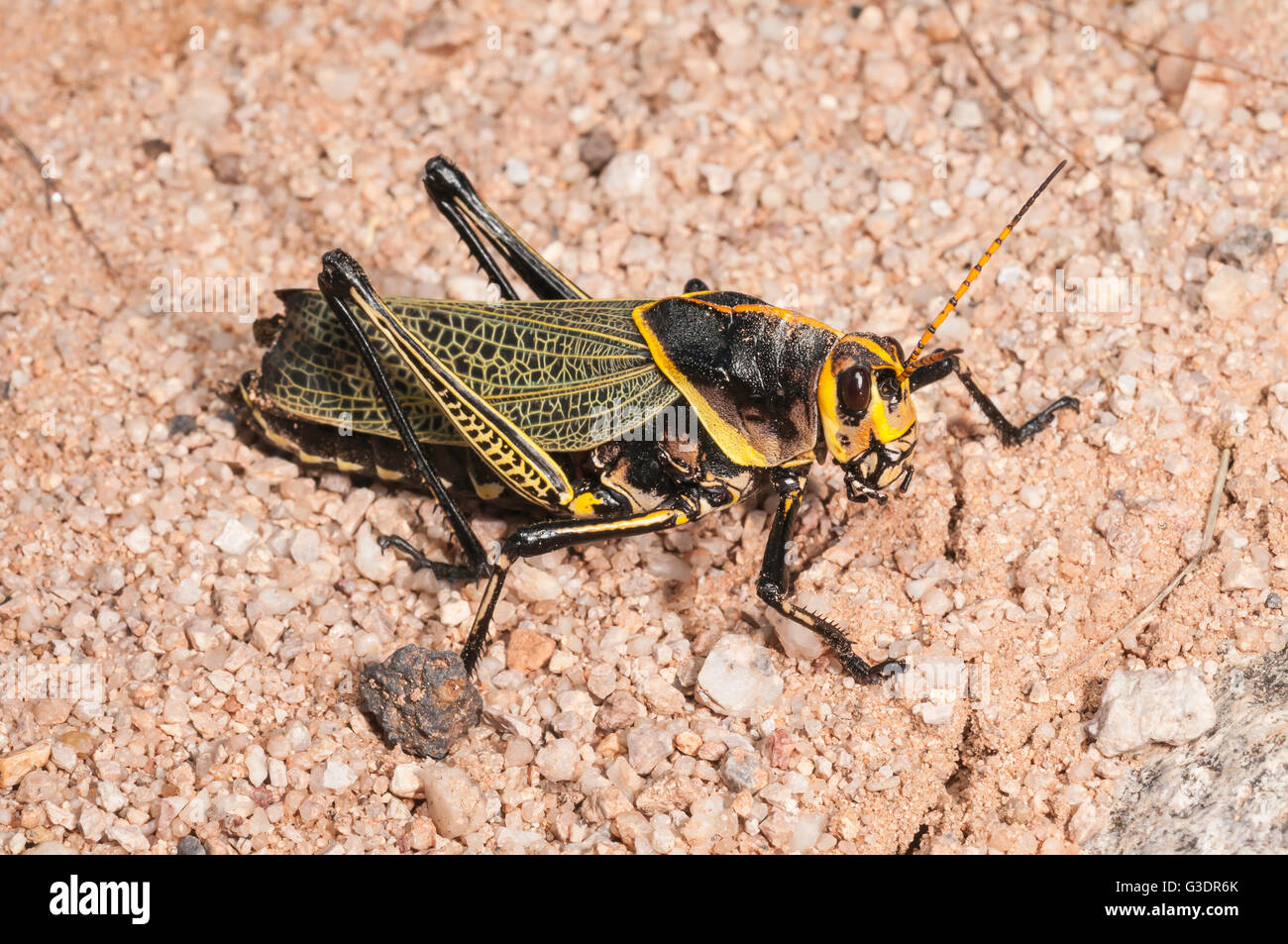 Western Horse Lubber Grasshopper, Taeniopoda eques, Green Valley ...