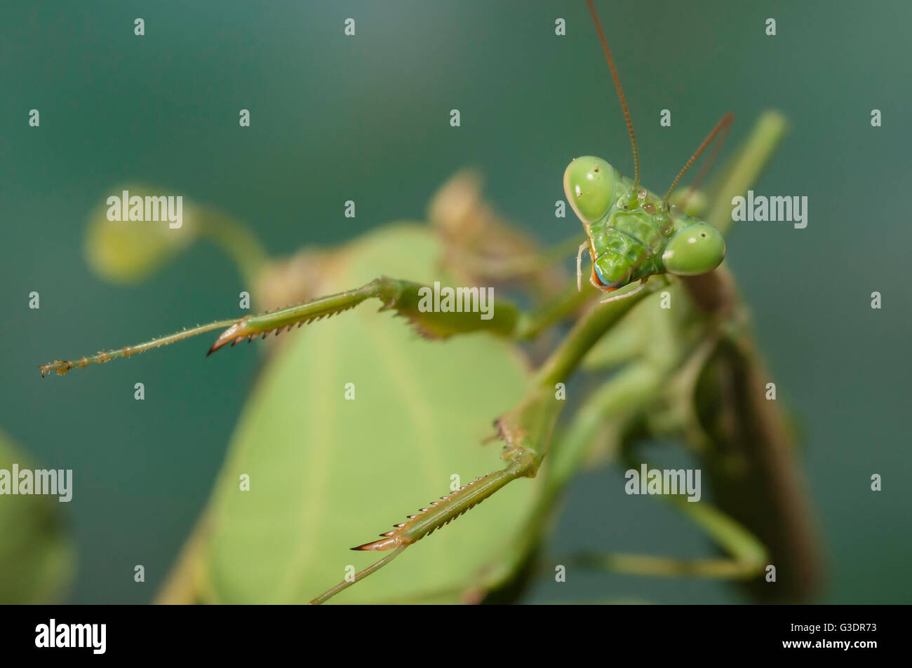 Arizona Praying Mantis High Resolution Stock Photography and Images - Alamy