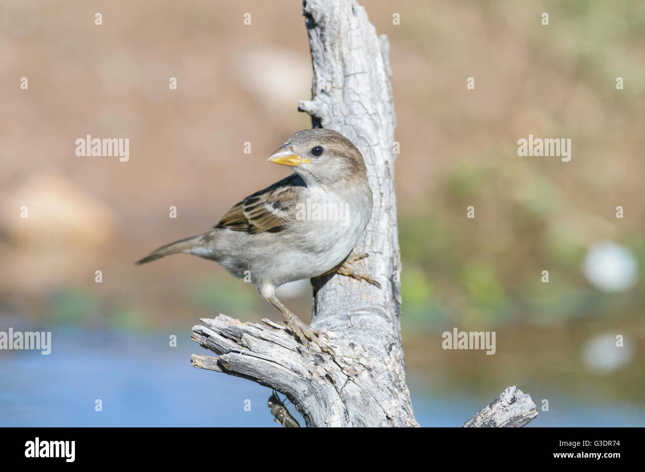 Passer valley hi-res stock photography and images - Alamy