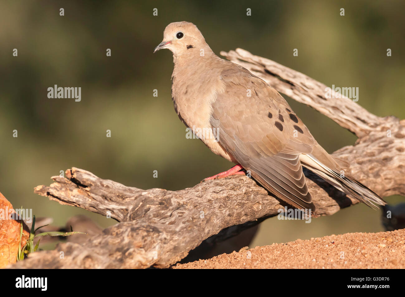 Arizona mourning doves hi-res stock photography and images - Alamy