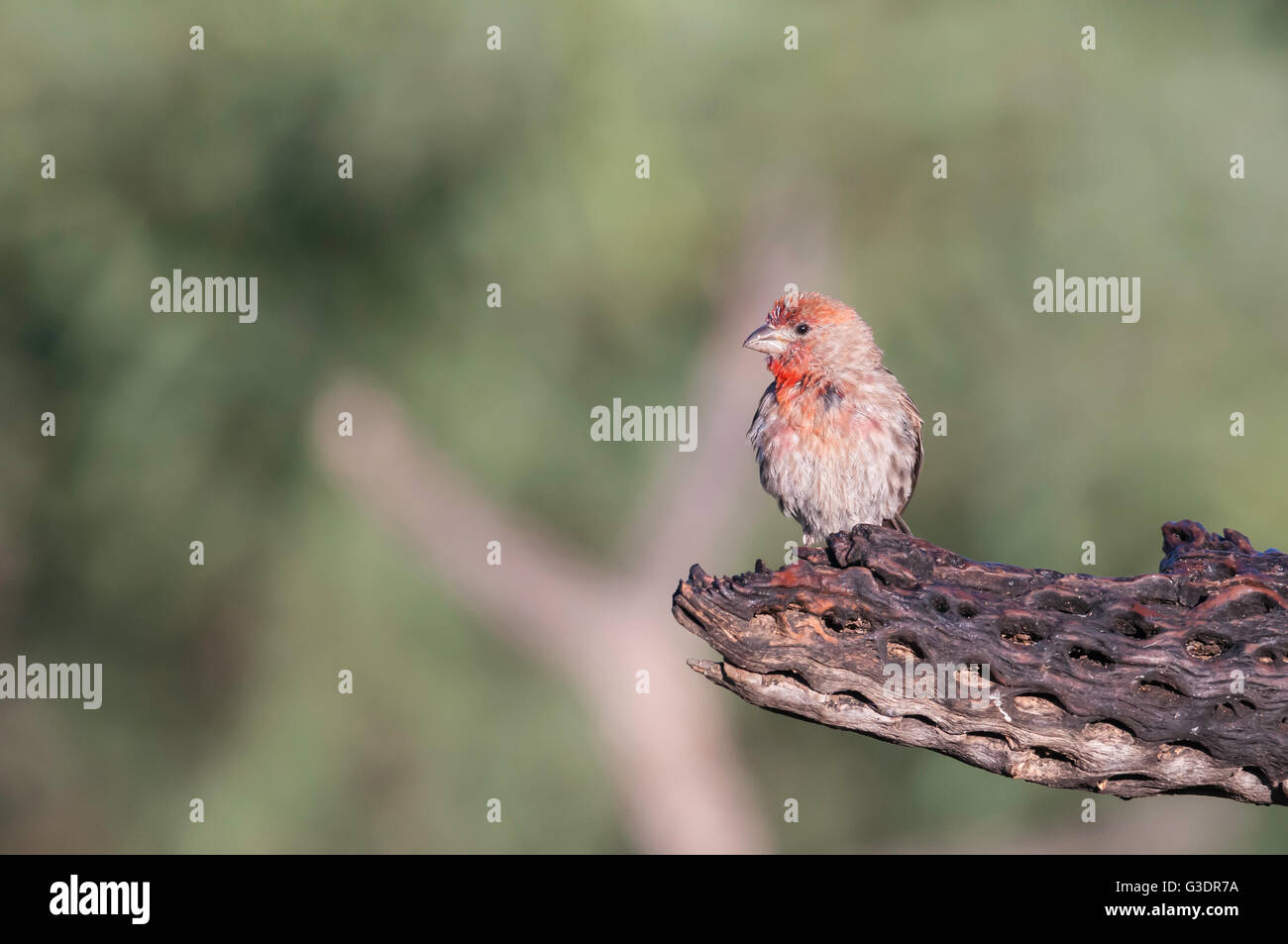 House Finch, Haemorhous mexicanus, Green Valley, Arizona, USA Stock ...