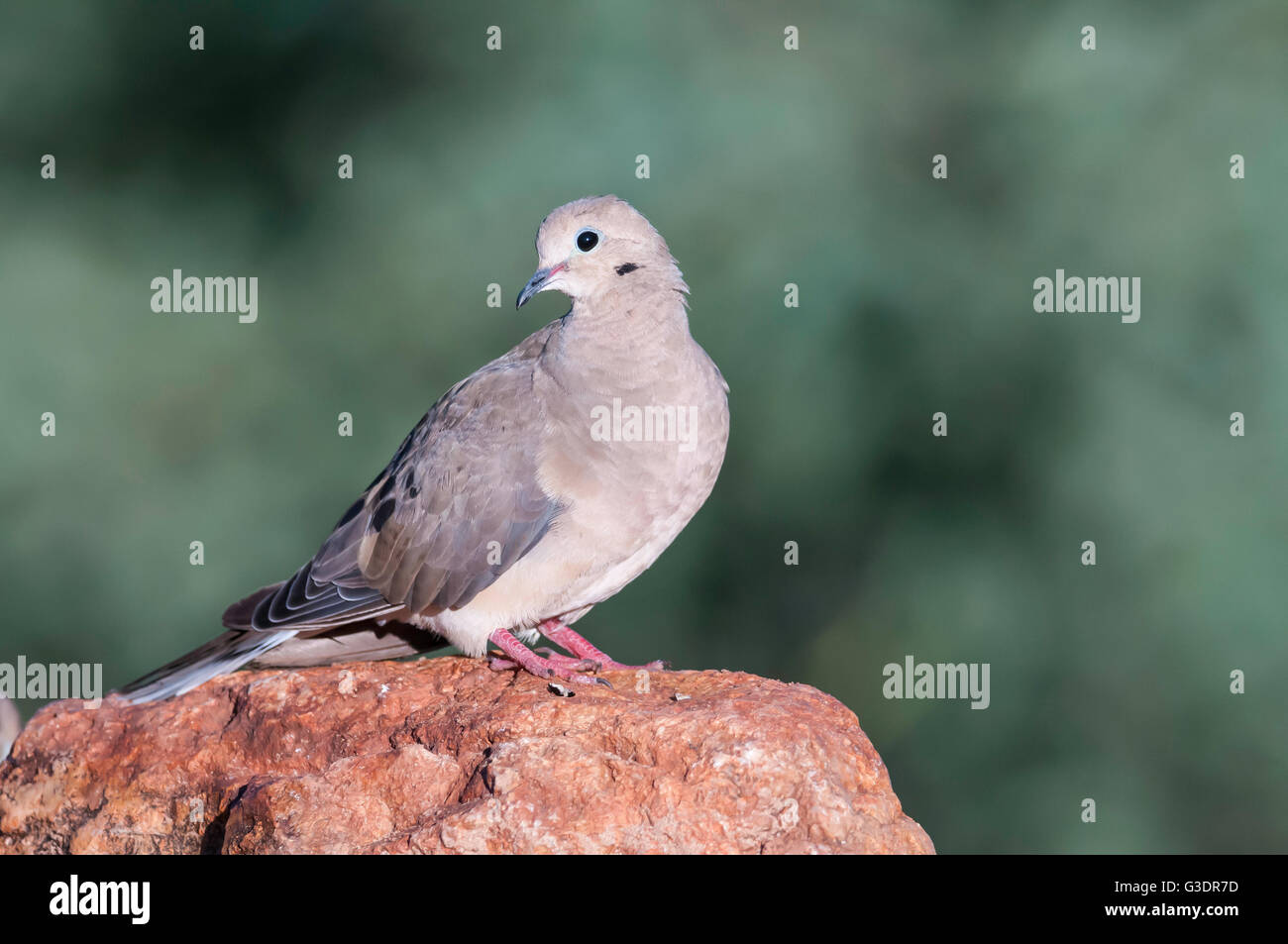 Arizona Mourning Doves High Resolution Stock Photography and Images - Alamy