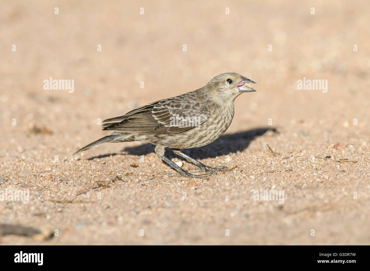 Female House Finch, Haemorhous mexicanus, Green Valley, Arizona Stock ...