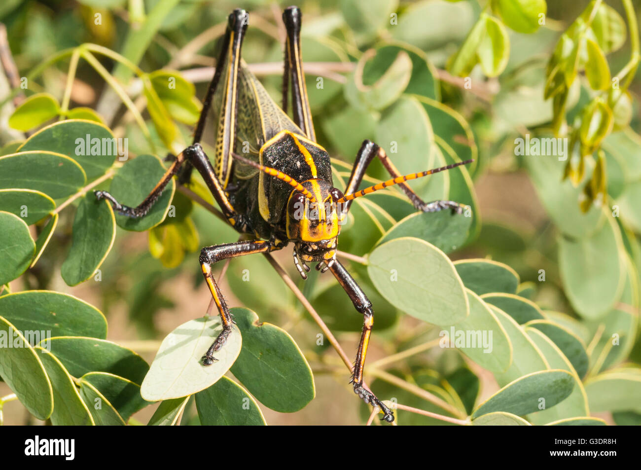 Western Horse Lubber Grasshopper, Taeniopoda eques, Green Valley ...