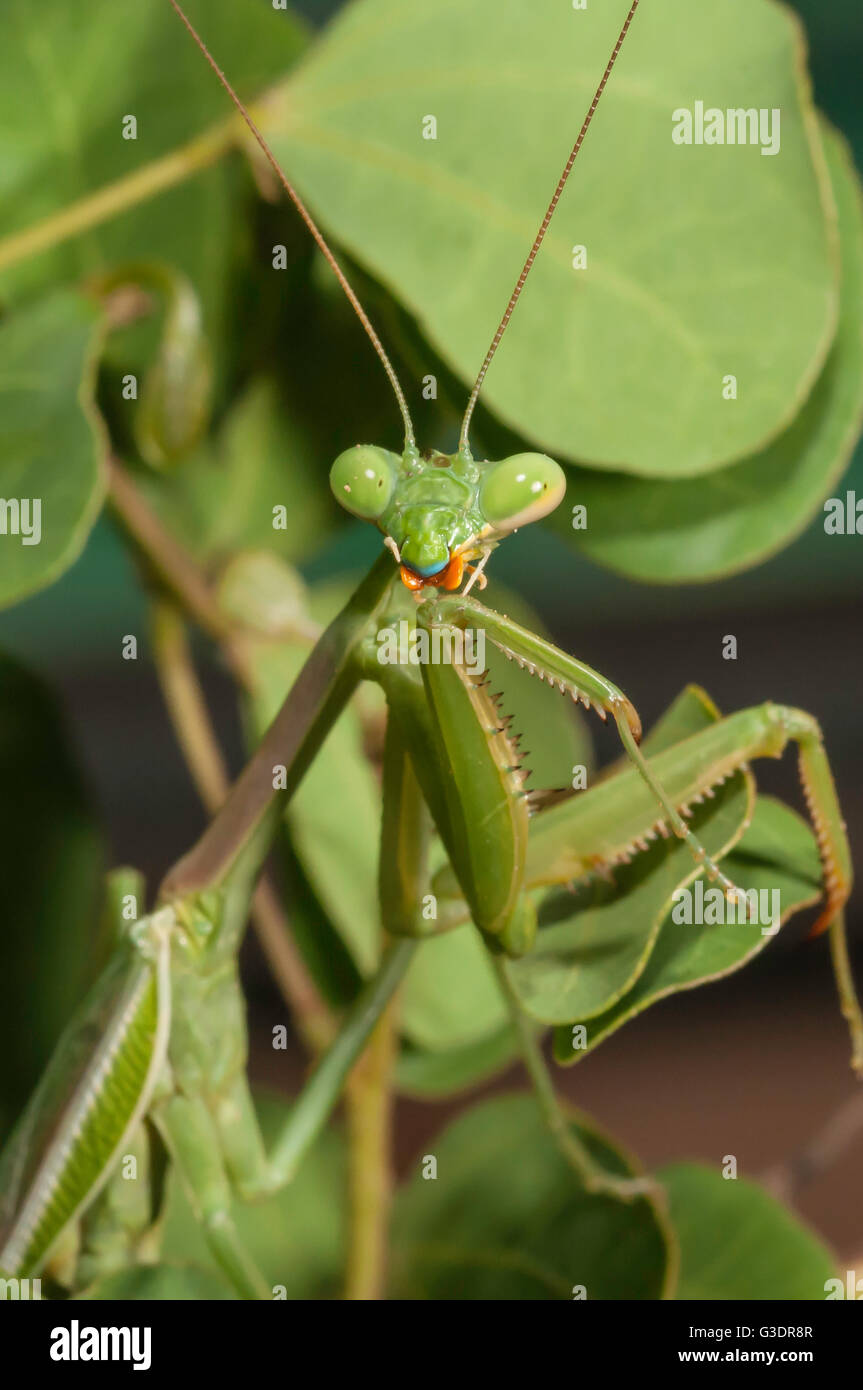Praying mantis, Stagmomantis sp., Mantidae, Green Valley, Arizona, USA ...