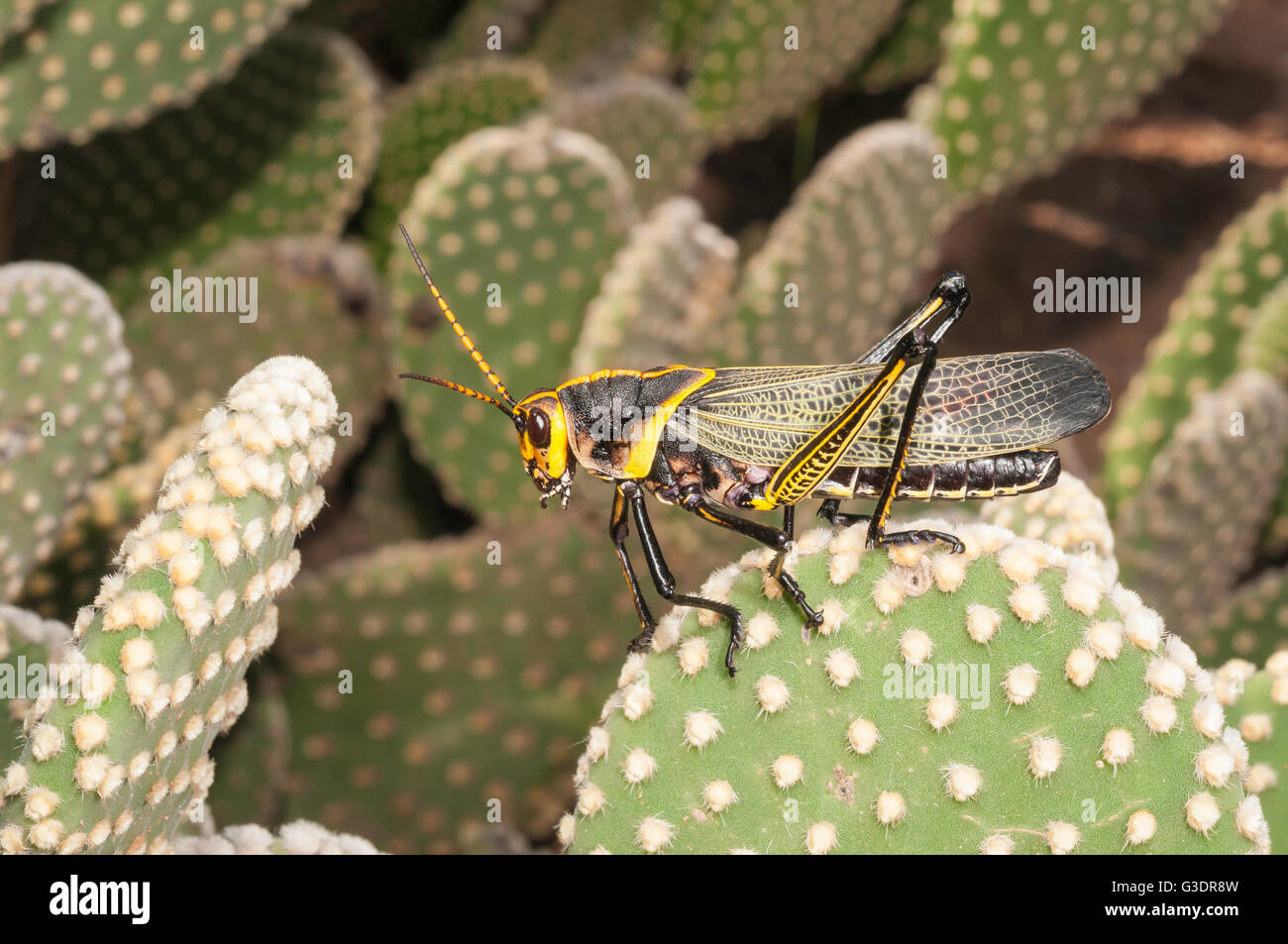 Western us grasshopper hi-res stock photography and images - Alamy