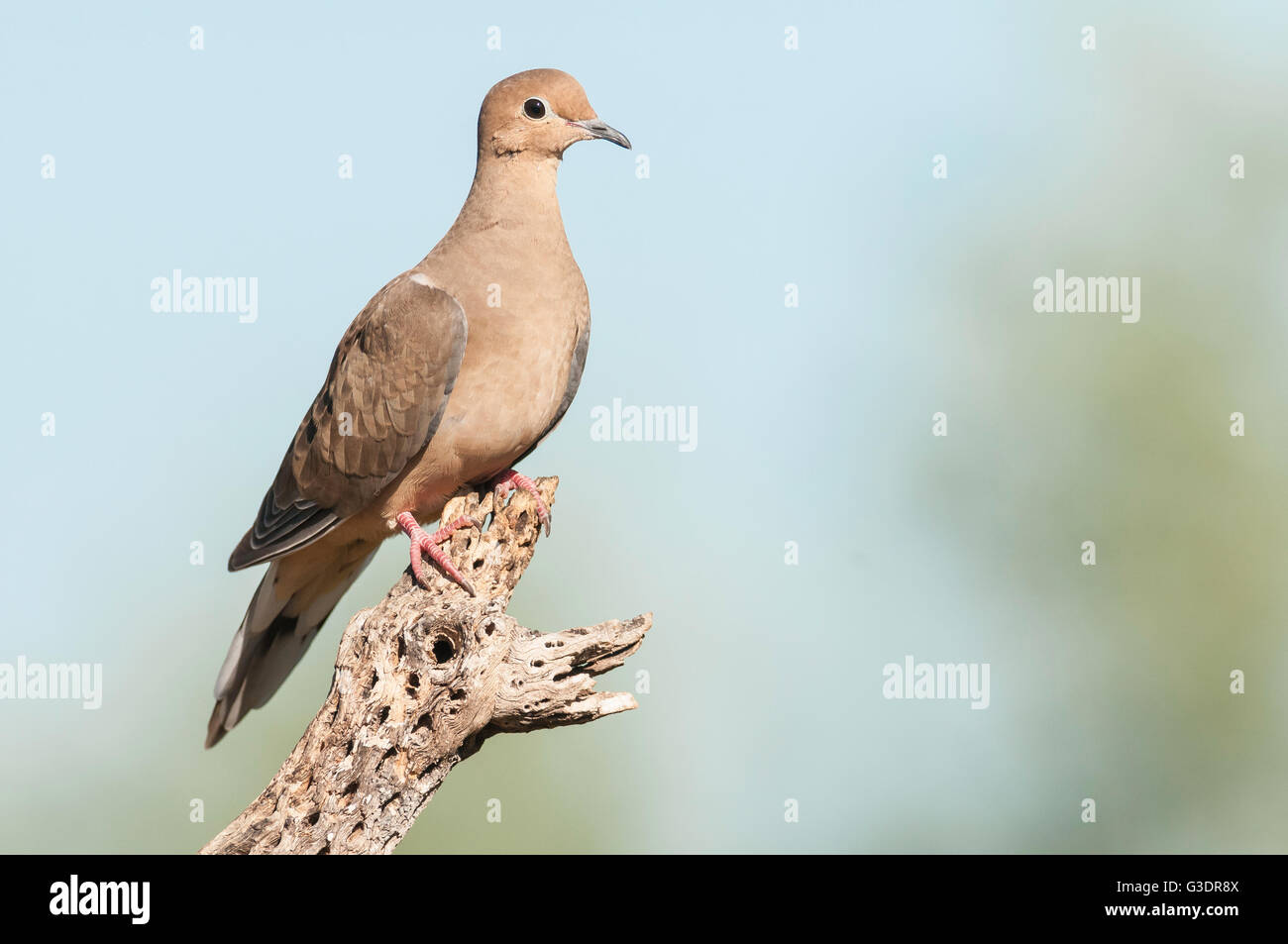 Arizona mourning doves hi-res stock photography and images - Alamy