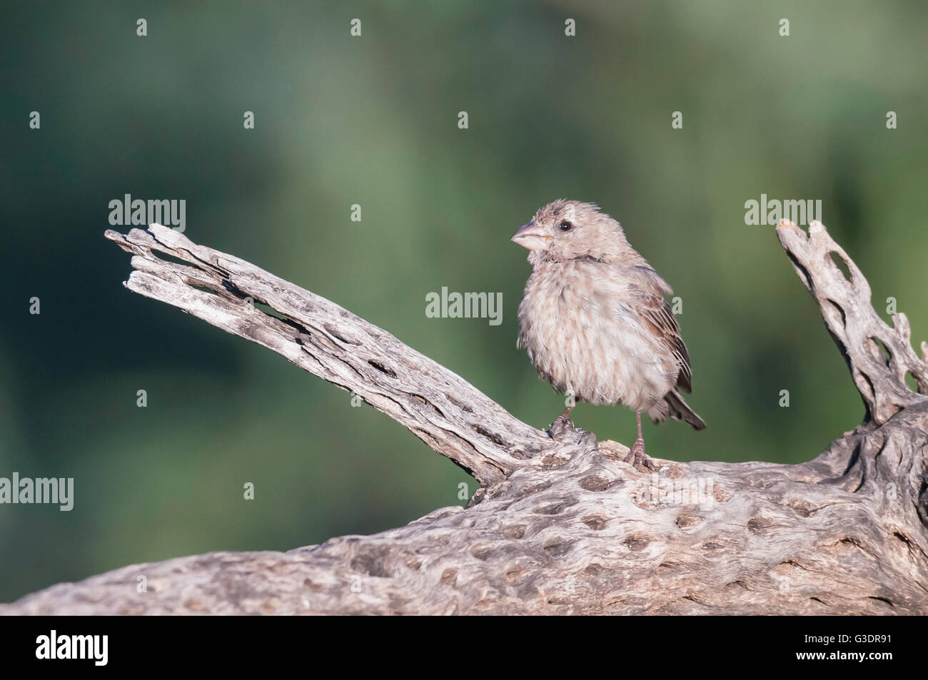 Female House Finch, Haemorhous mexicanus, Green Valley, Arizona Stock ...