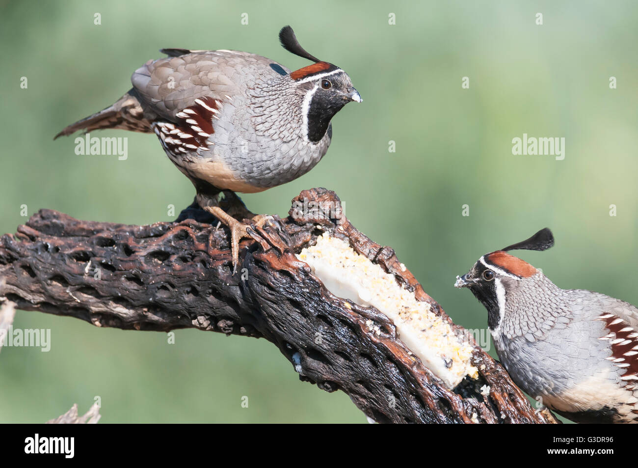 Gambel's quail sonora desert hi-res stock photography and images - Alamy