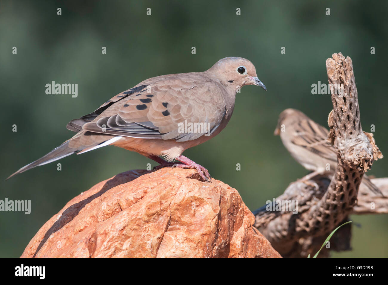 Arizona Mourning Doves High Resolution Stock Photography and Images - Alamy