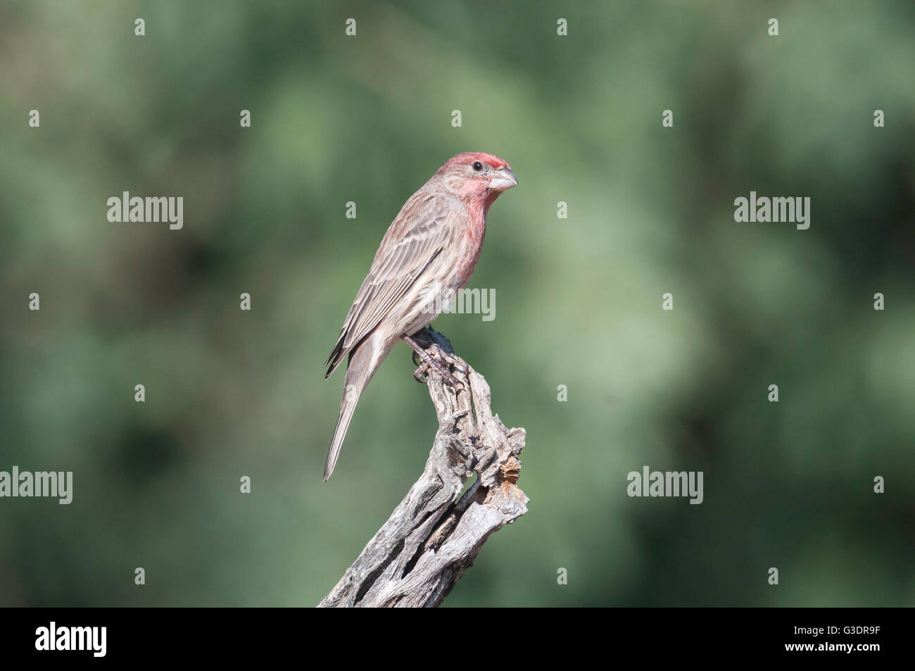House Finch, Haemorhous mexicanus, Green Valley, Arizona, USA Stock ...