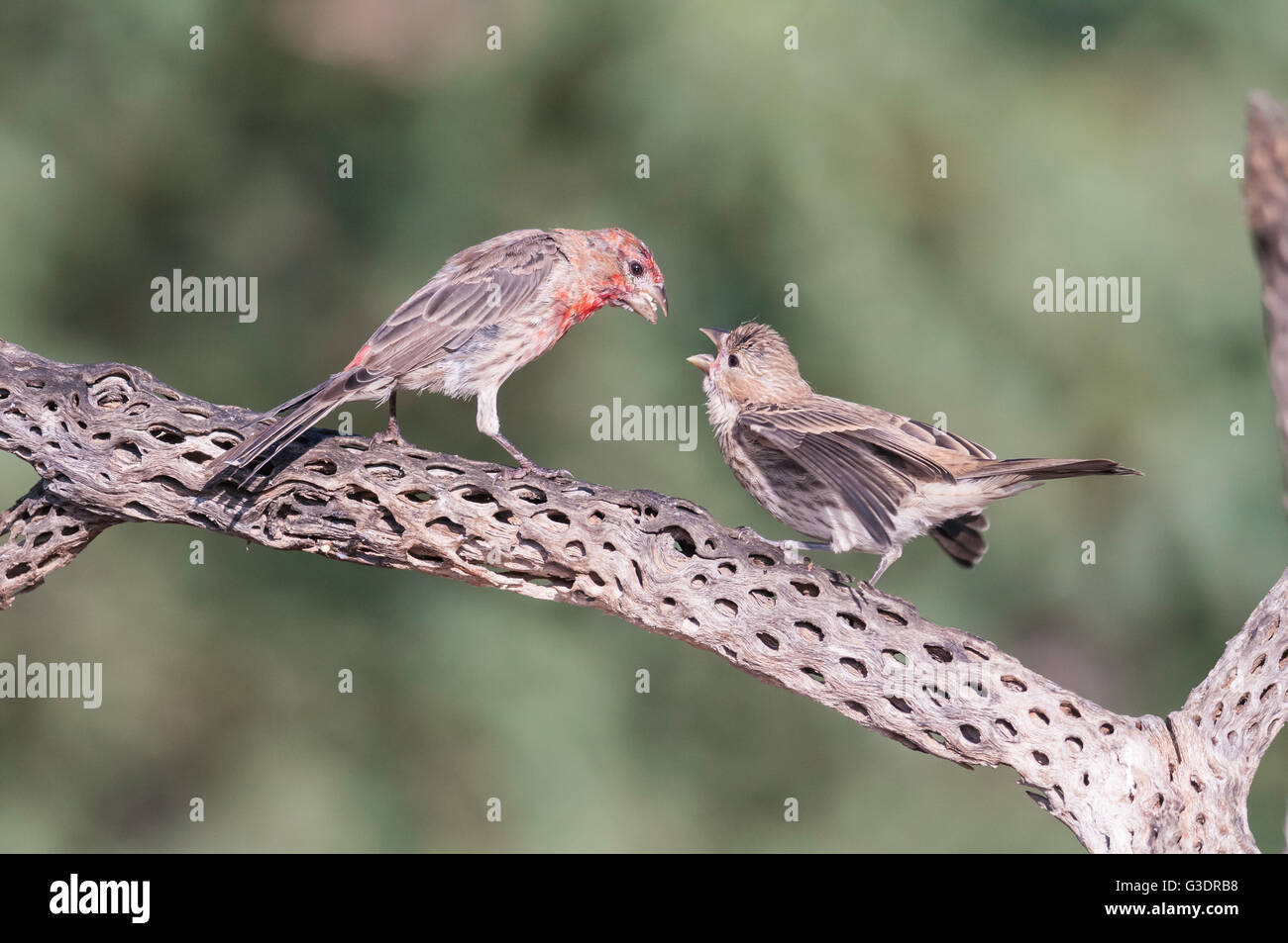House Finch, Haemorhous mexicanus, Green Valley, Arizona, USA Stock ...