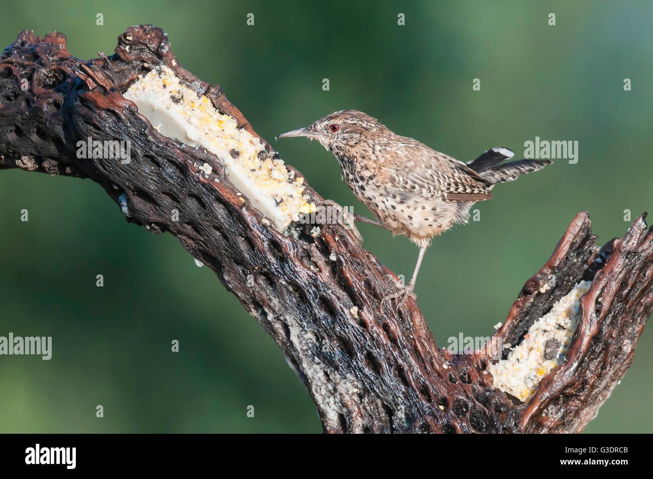 Wren eating hi-res stock photography and images - Alamy