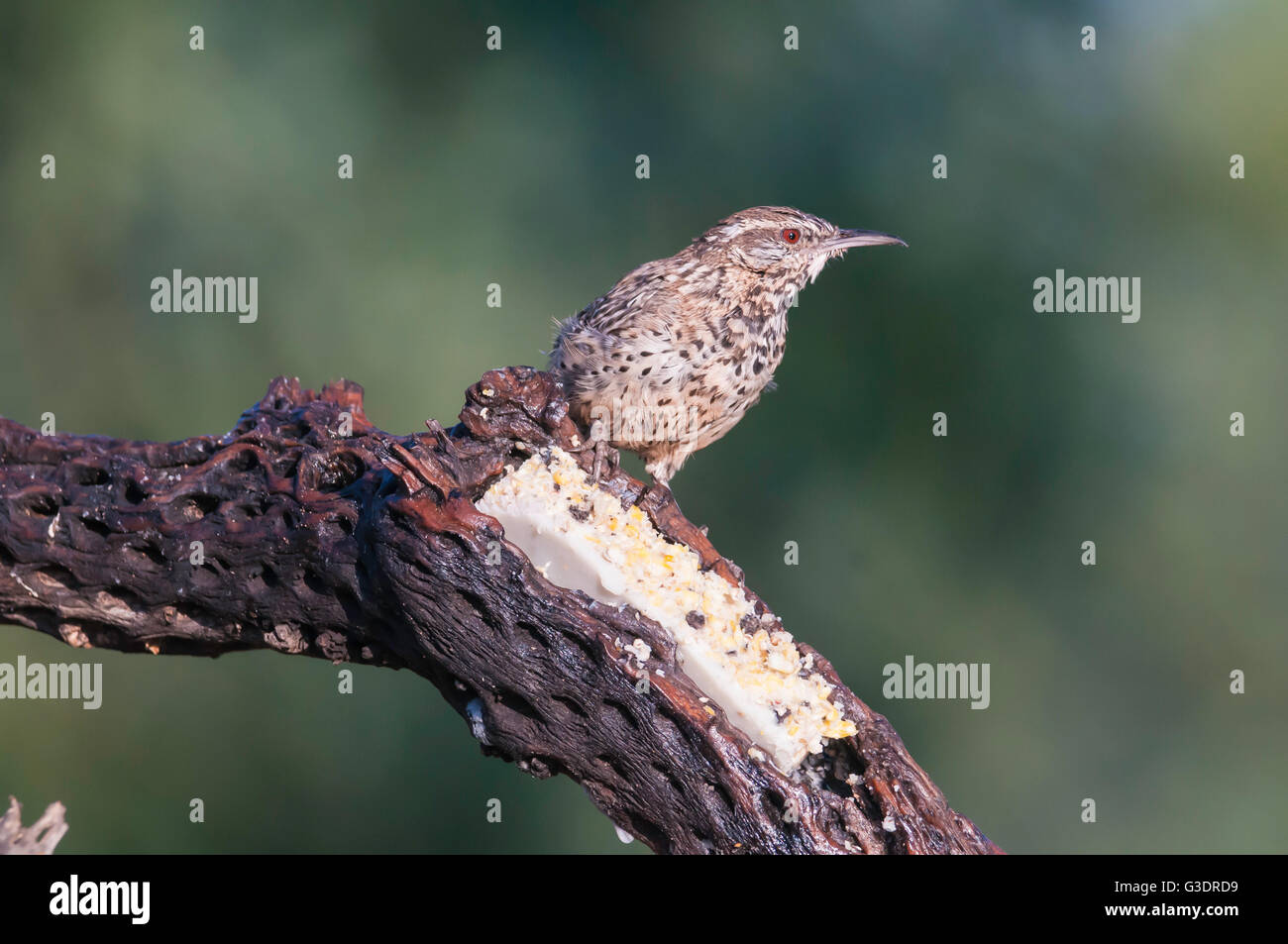 Desert animal eating cactus hi-res stock photography and images - Alamy