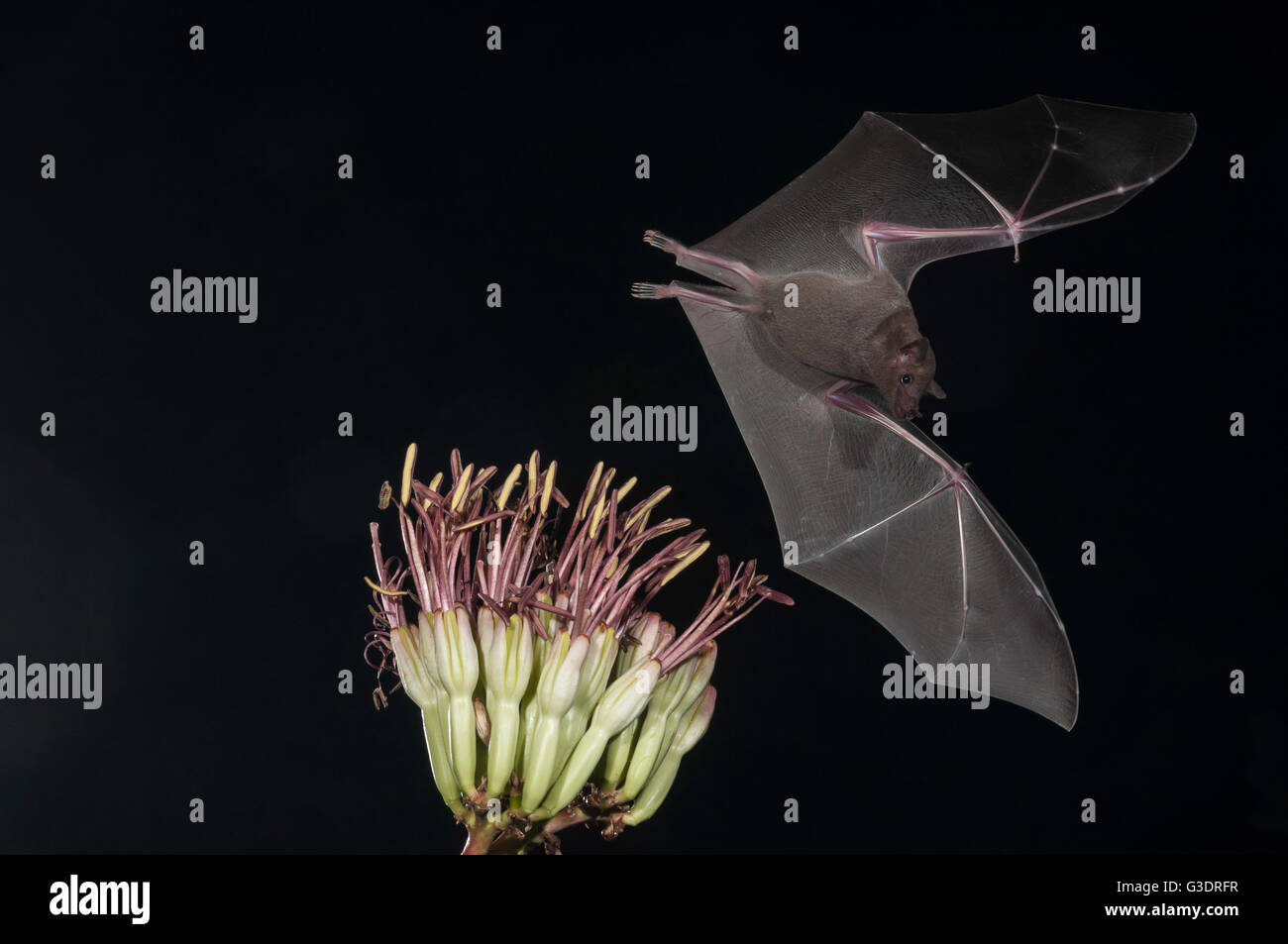 Lesser long nosed bat leptonycteris yerbabuenae hi-res stock ...