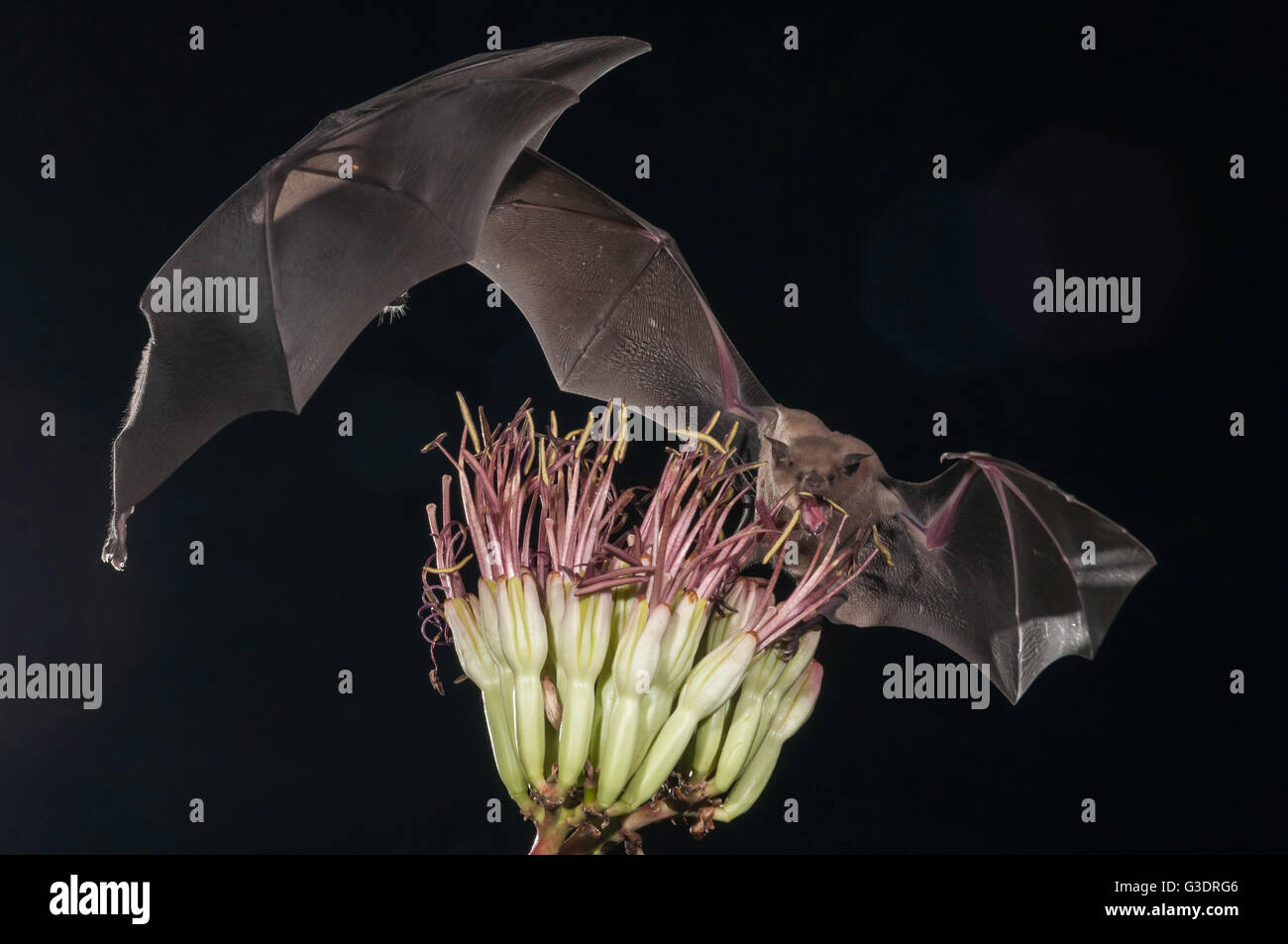 Lesser long nosed bat flower hi-res stock photography and images - Alamy