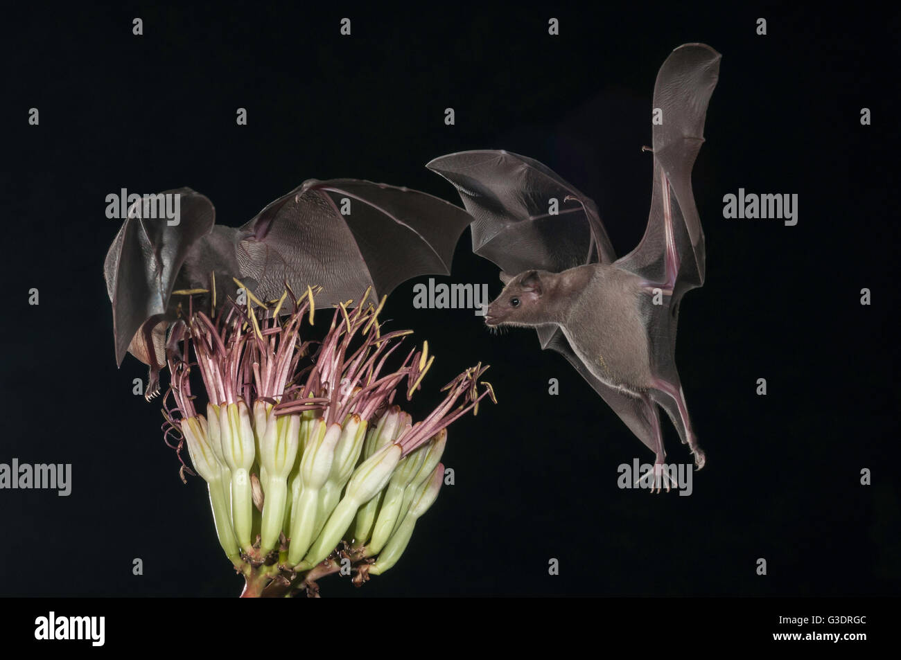 Desert bat cactus flower hi-res stock photography and images - Alamy