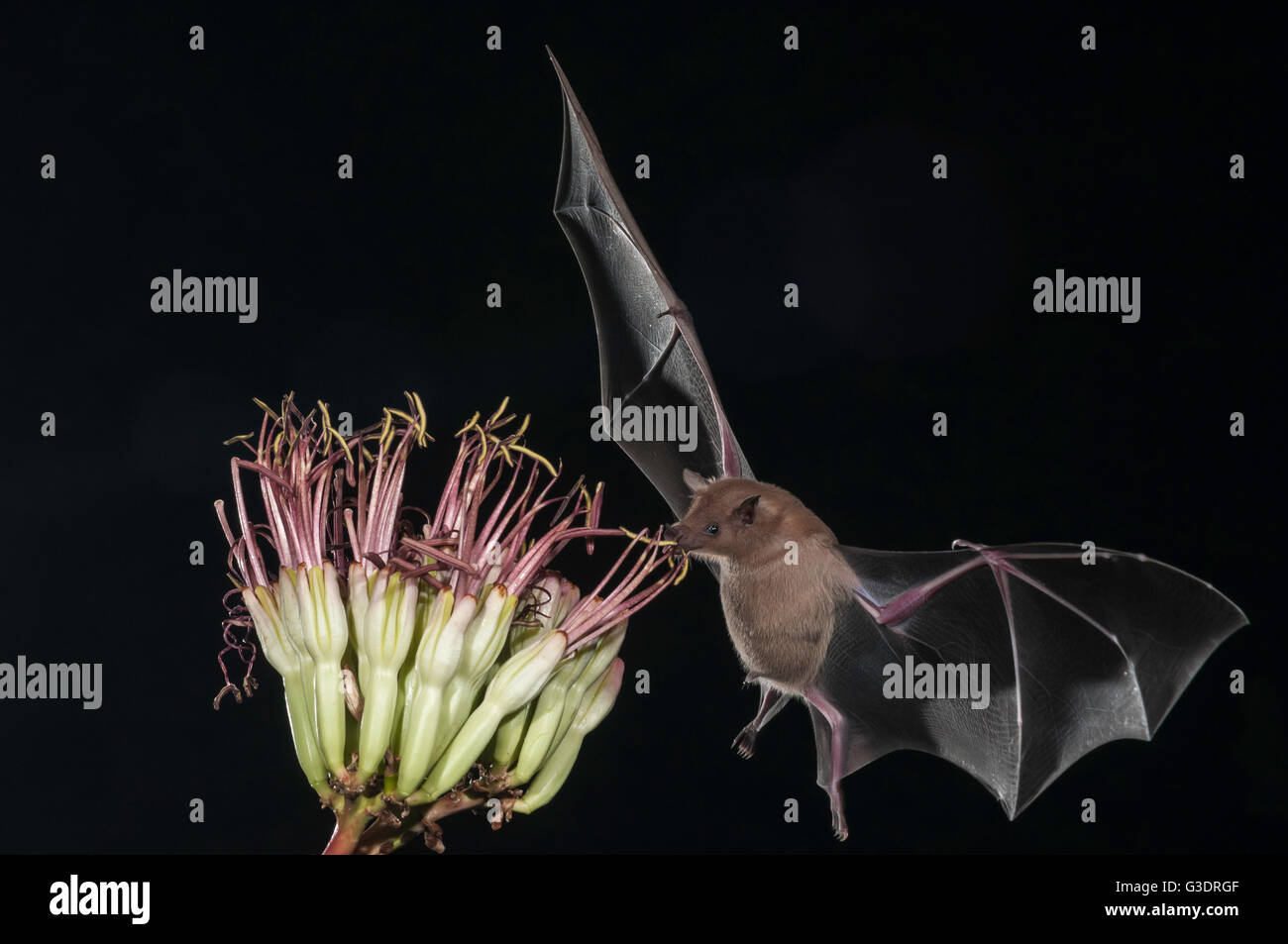 Lesser long nosed bat cactus hi-res stock photography and images - Alamy