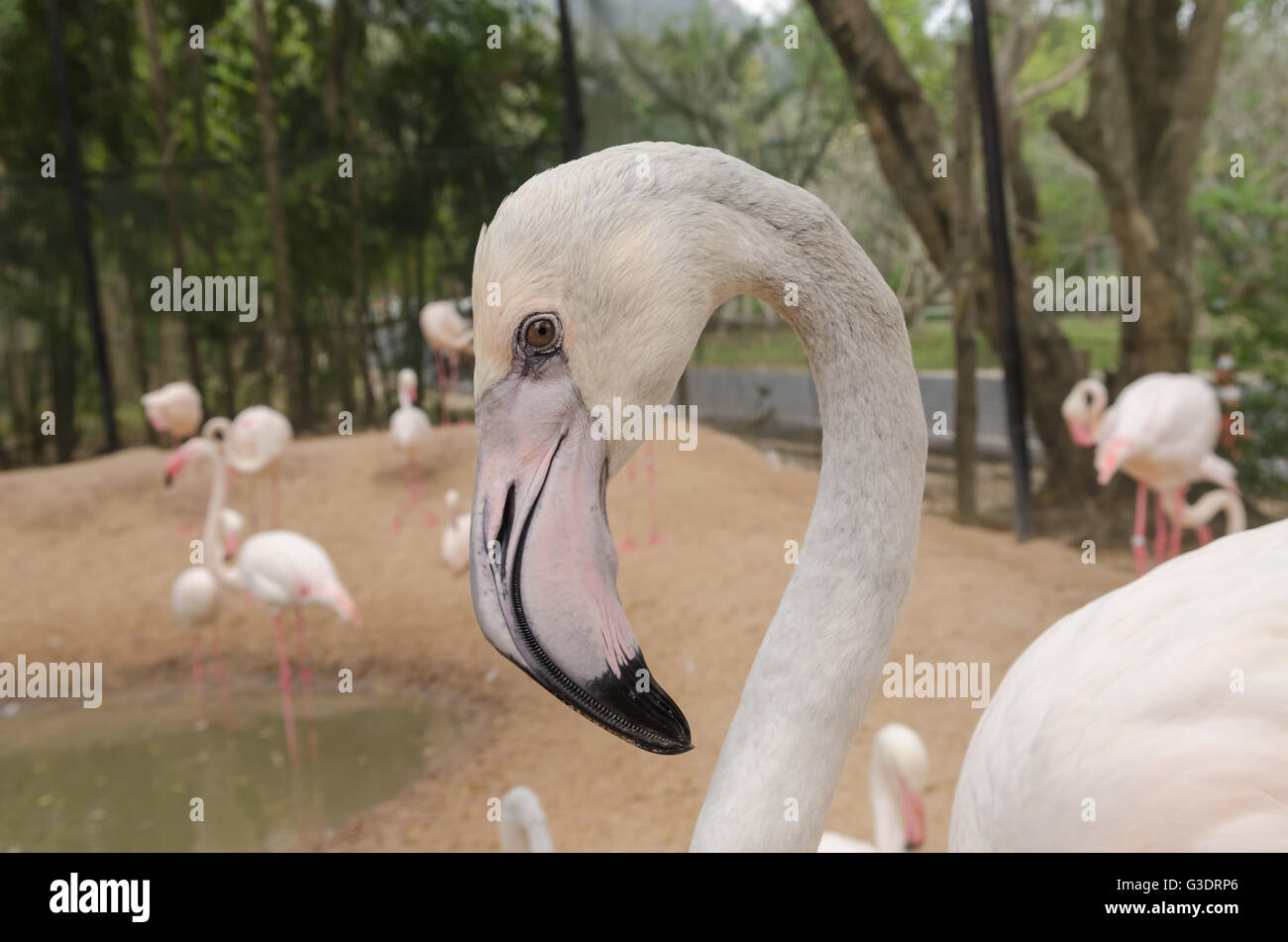 Beautiful Closeup Portrait of a white Flamingo Stock Photo - Alamy