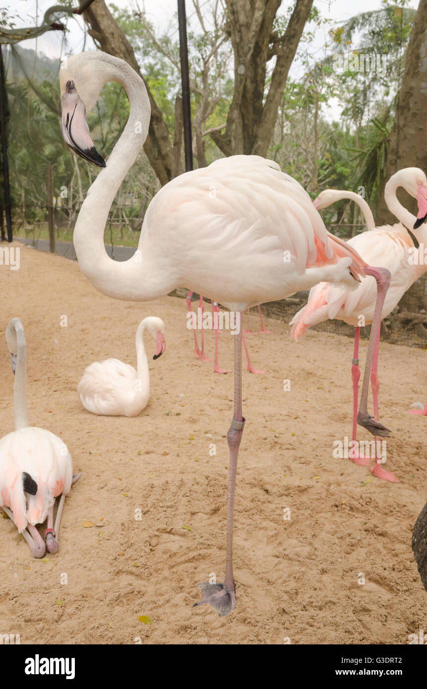 Beautiful Closeup Portrait of a white Flamingo Stock Photo - Alamy