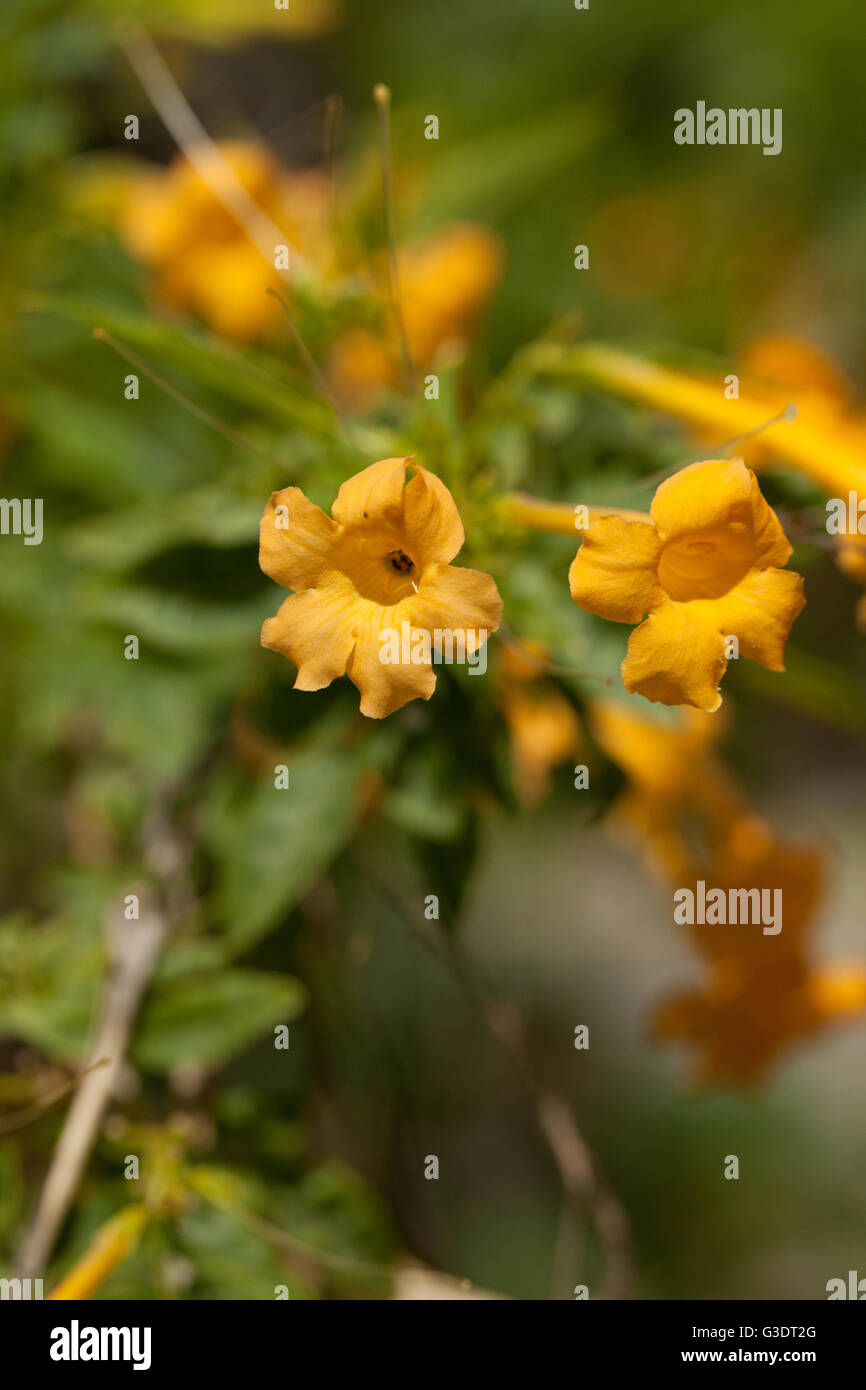 Tecoma garrocha Tecomaria garrocha Stock Photo - Alamy