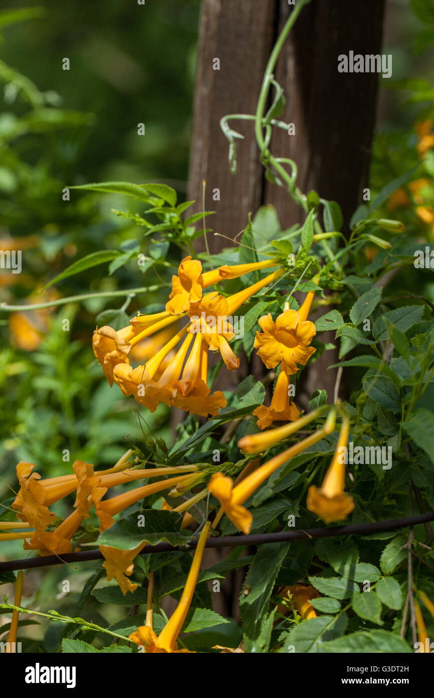 Tecoma garrocha hi-res stock photography and images - Alamy