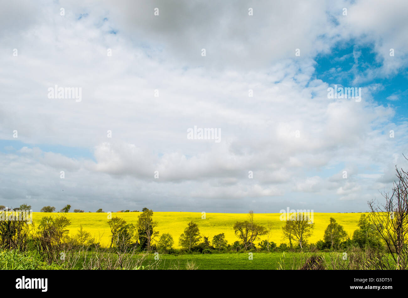 colorful countryside cloud sky landscape, yellow field Stock Photo - Alamy