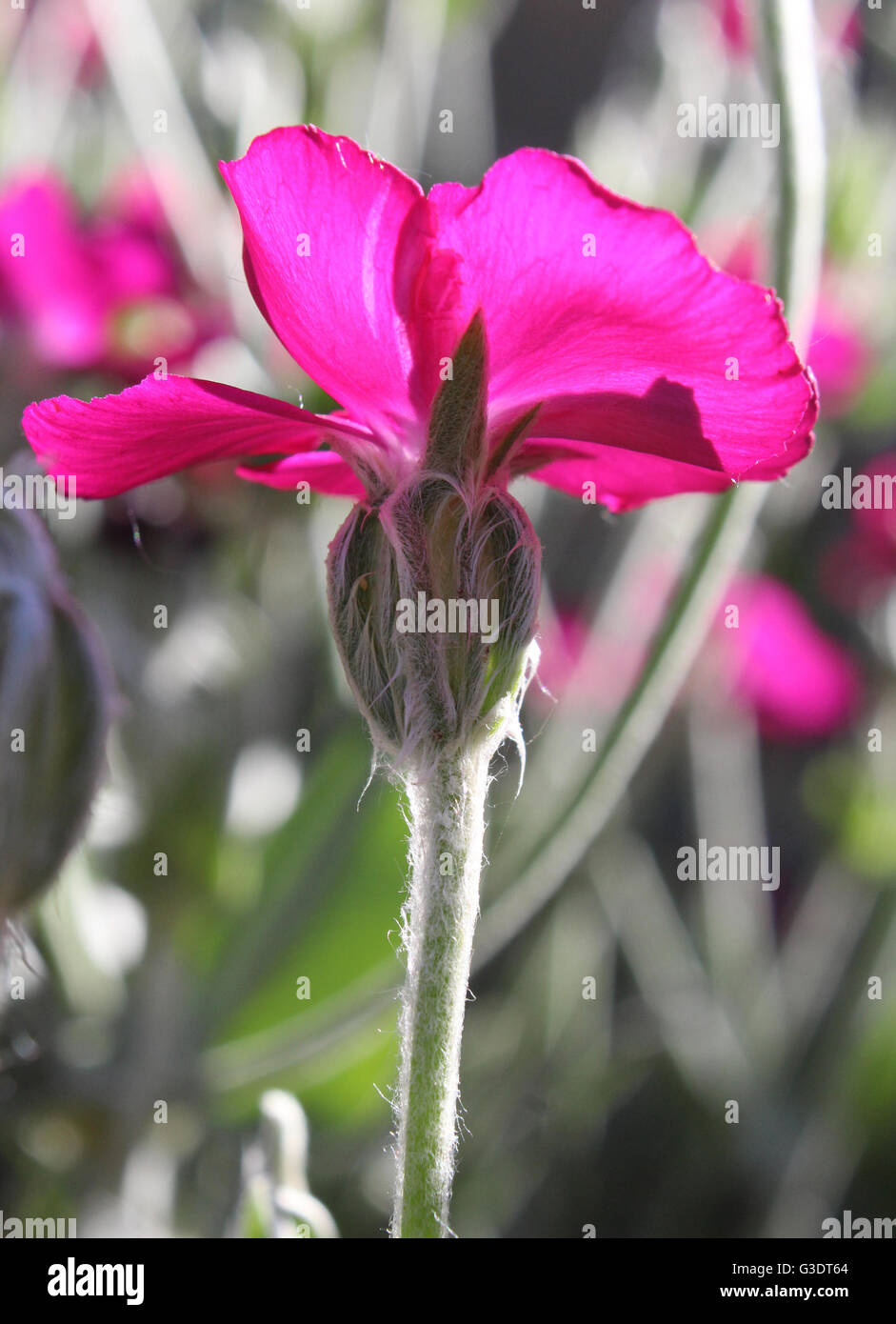 The bright cerise pink flower of Silene coronaria also known as Rose ...