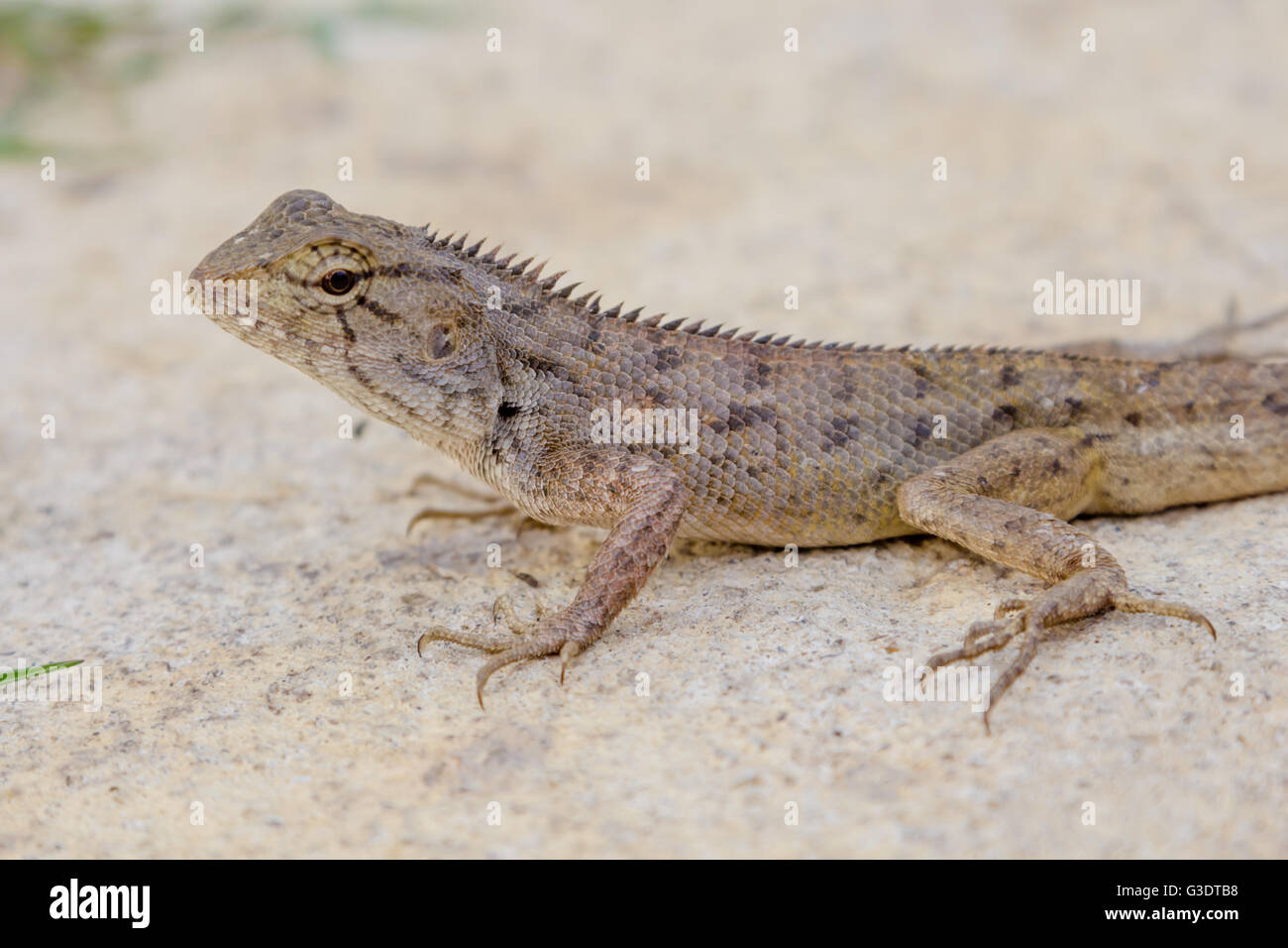 Brown lizard on branch Stock Photo - Alamy