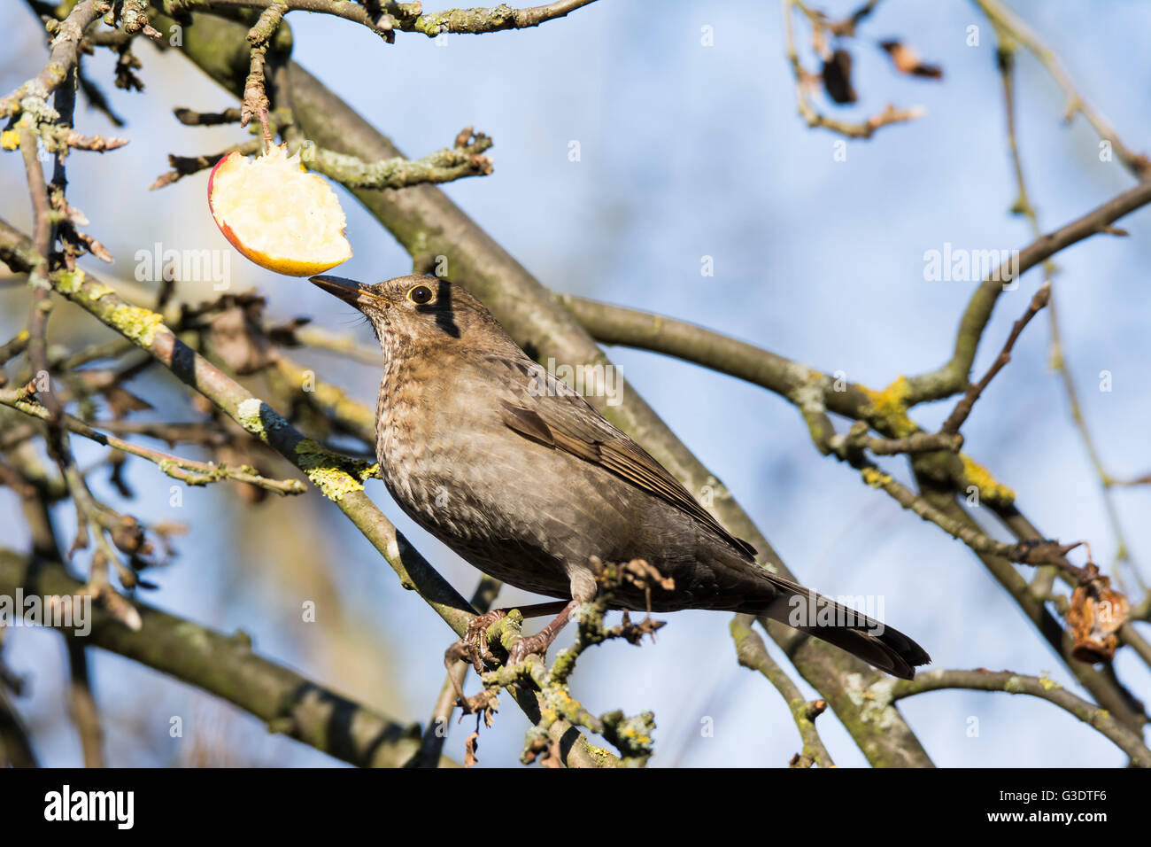 Blackbird pecking at fruit hi-res stock photography and images - Alamy