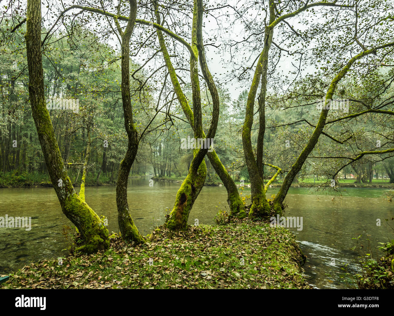 Forked leaf hi-res stock photography and images - Alamy