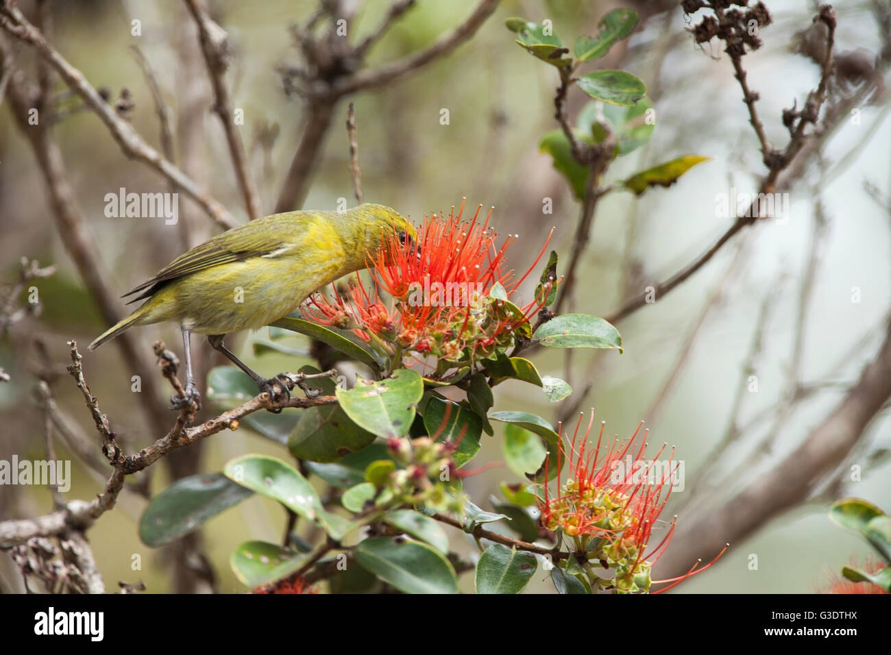 `Amakihi feeding on `ohia lehua blossom, The Nature Conservancy, Kona ...