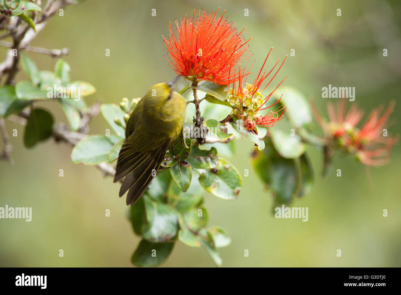 Amakihi hawaii hi-res stock photography and images - Alamy