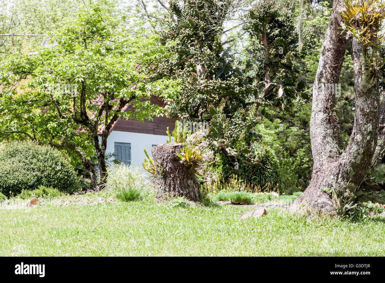 Sul tree trees plant plants hi-res stock photography and images - Alamy