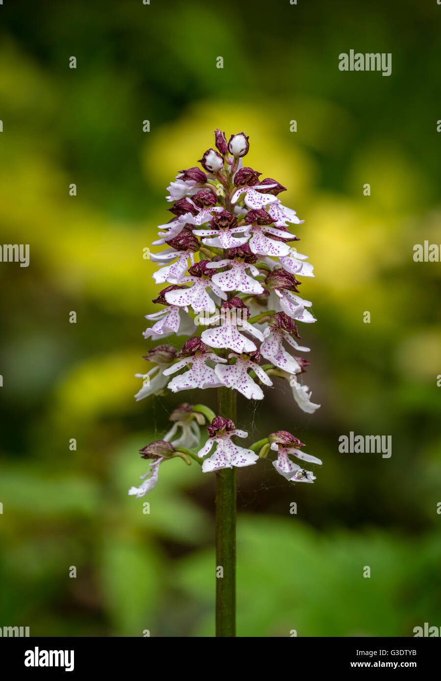 Portrait of a Lady Orchid (Orchis purpurea) at Bonsai Bank, Denge woods ...
