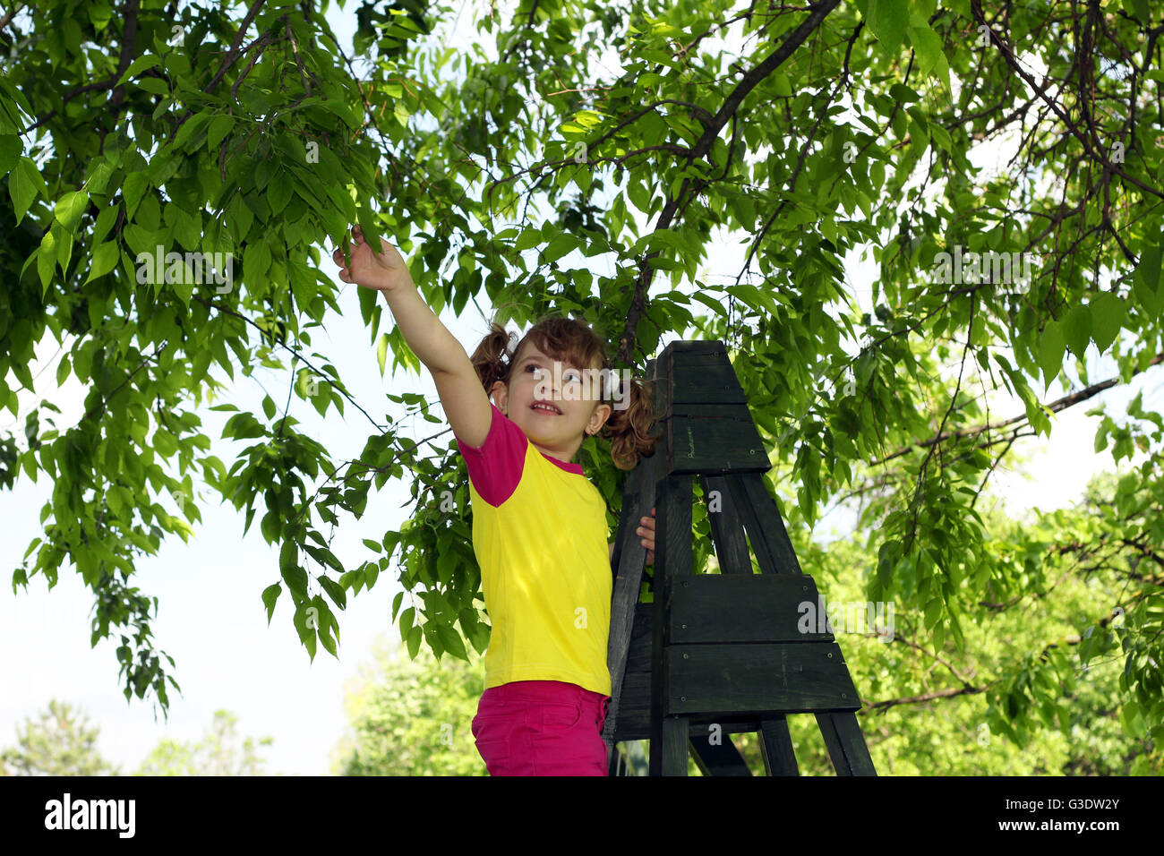 little girl picked from the tree leaves Stock Photo - Alamy